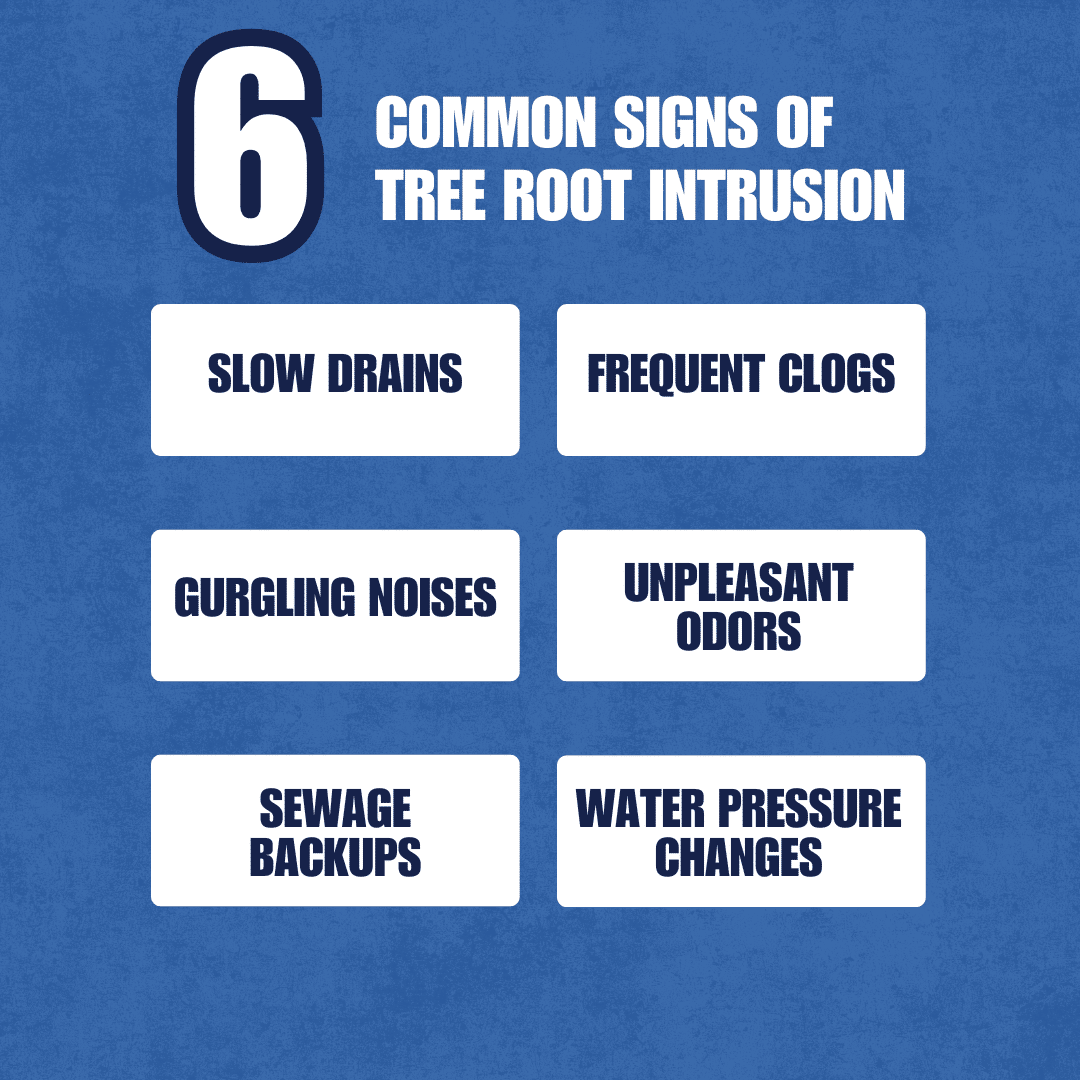 Identifying Tree Root Intrusion | Same Day Plumbing & HVAC